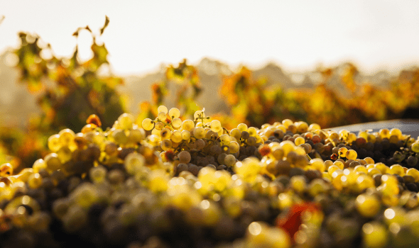 Comprar Moscatel en LaVinateria